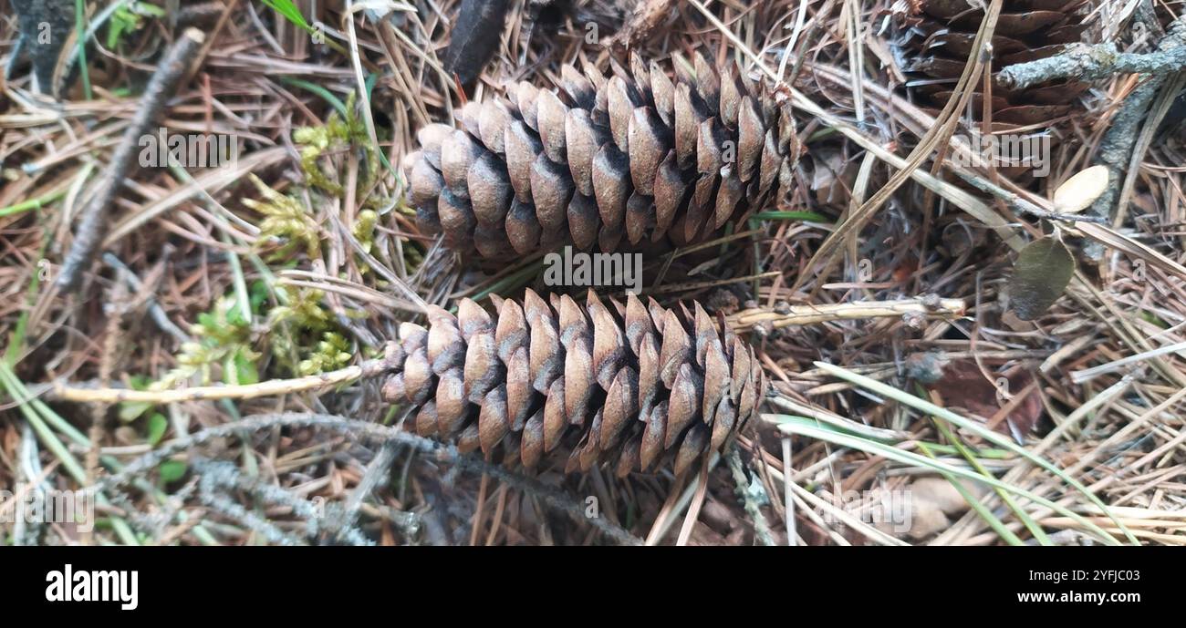 Siberian spruce (Picea obovata Stock Photo - Alamy