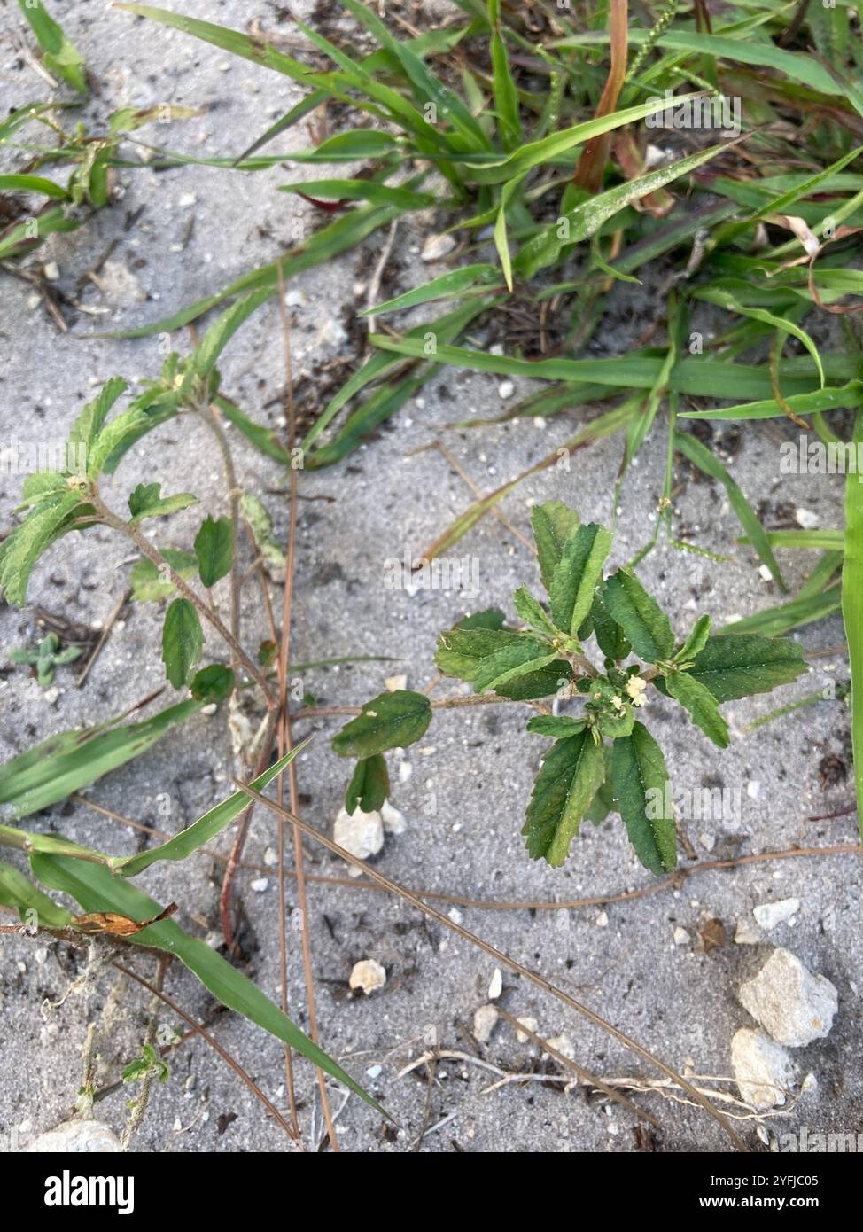 Tropic Croton (Croton glandulosus Stock Photo - Alamy