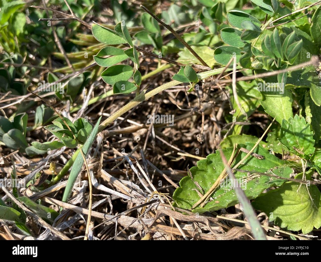 Creeping Indigo (Indigofera spicata Stock Photo - Alamy