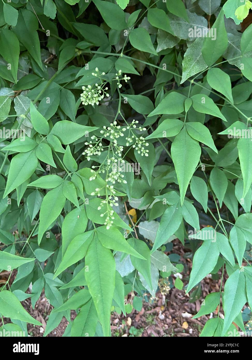 Heavenly bamboo (Nandina domestica Stock Photo - Alamy