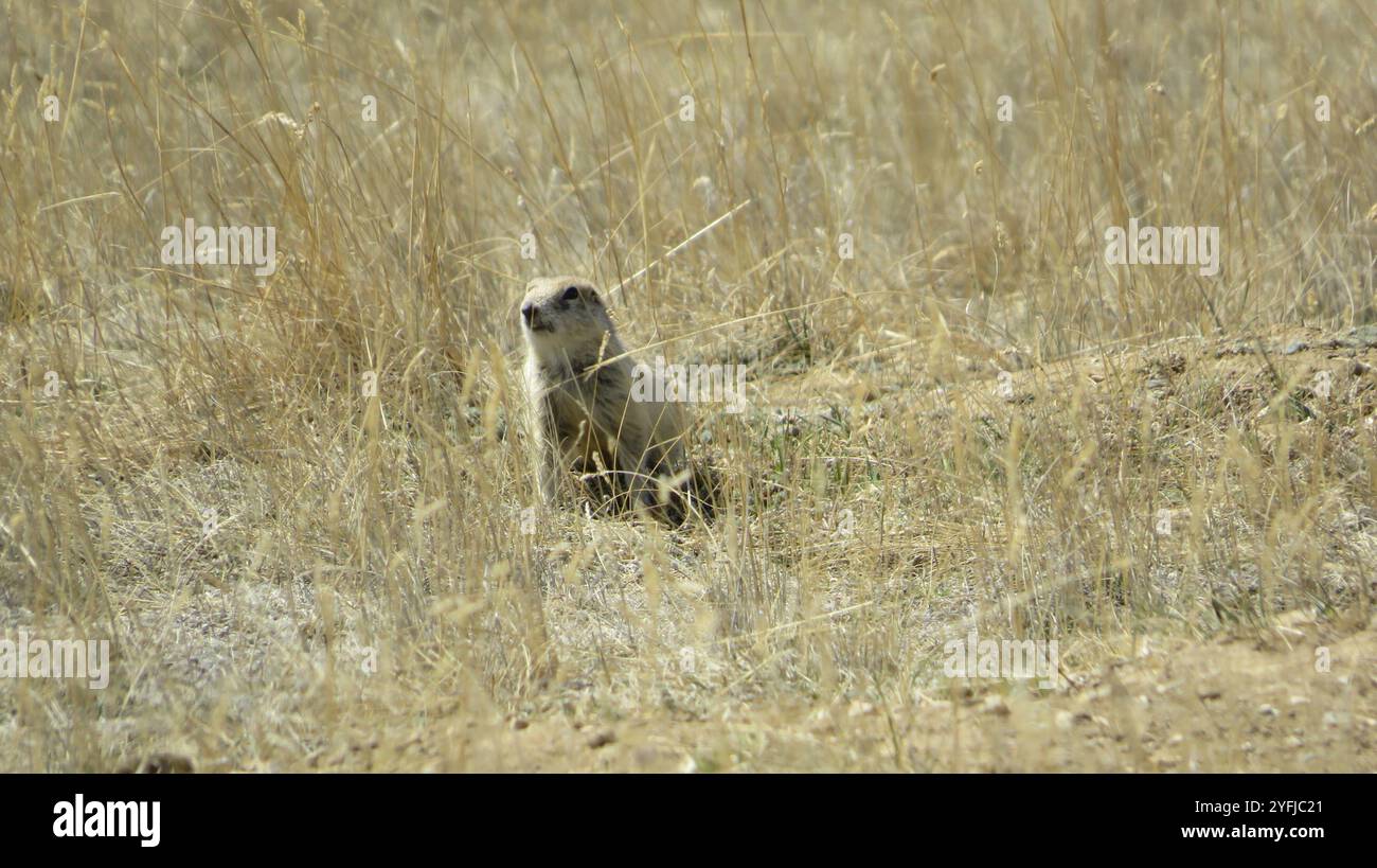 Long-tailed Ground Squirrel (Urocitellus undulatus Stock Photo - Alamy