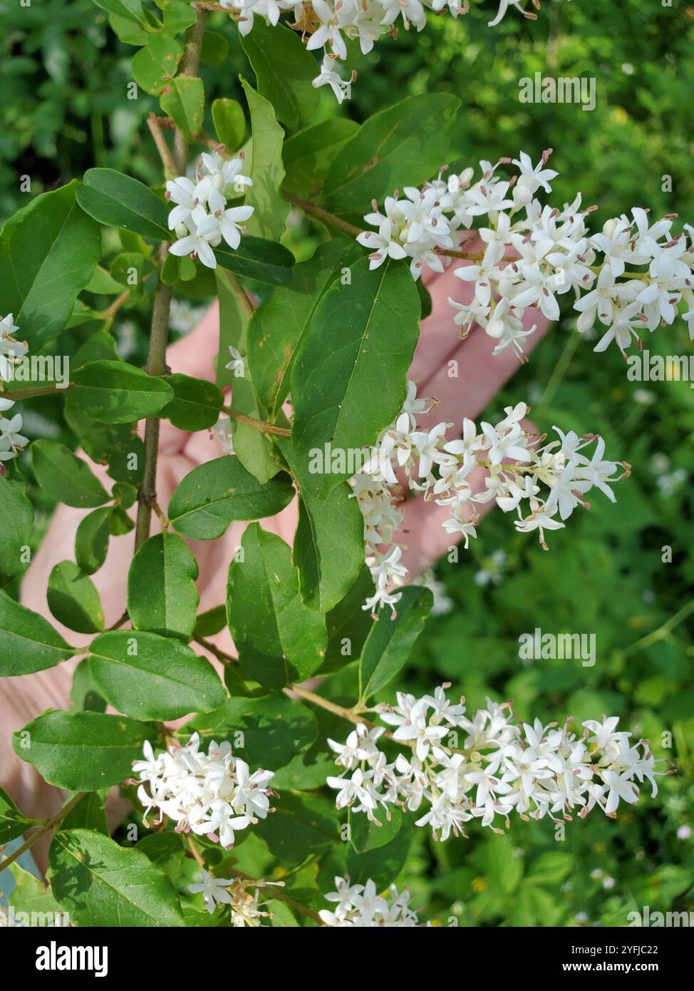Chinese privet (Ligustrum sinense Stock Photo - Alamy