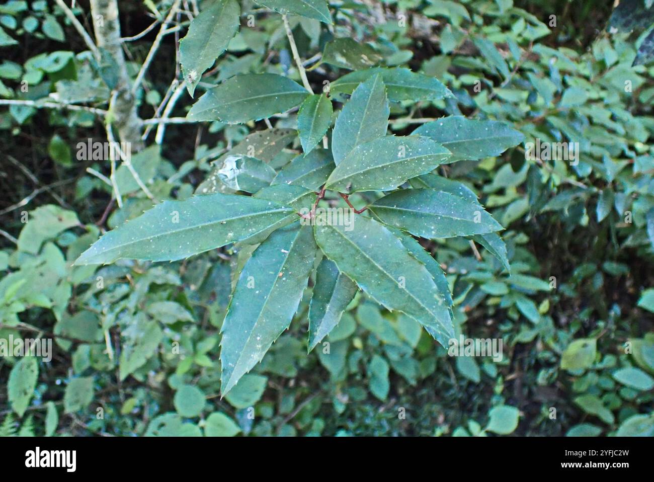 Common Cape Holly (Ilex mitis mitis Stock Photo - Alamy