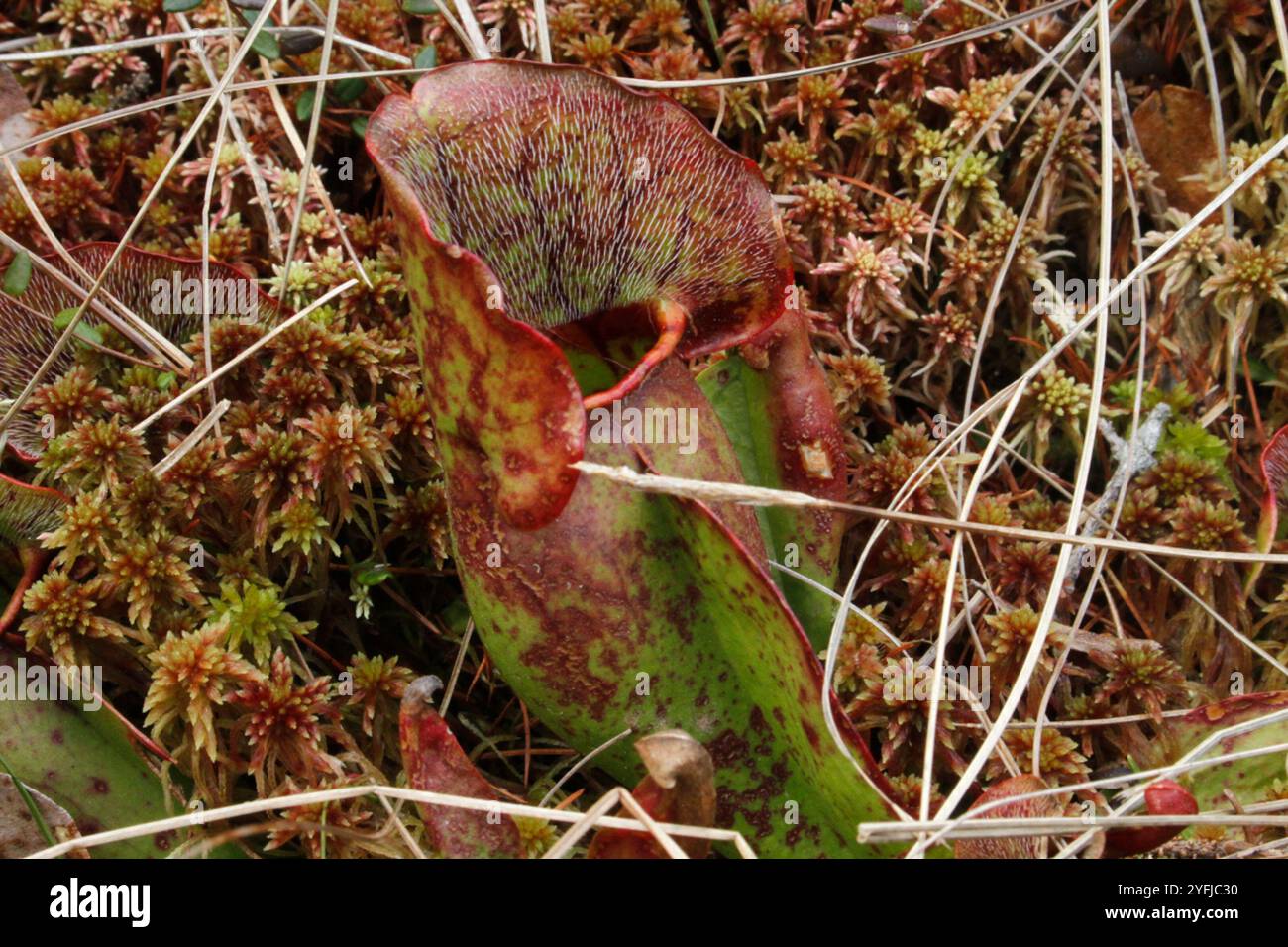 purple pitcher plant (Sarracenia purpurea Stock Photo - Alamy