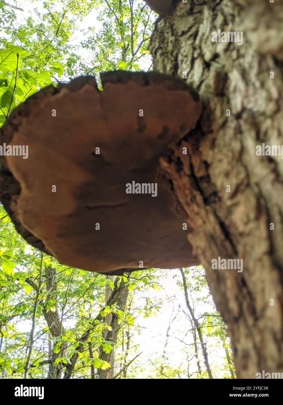 Cracked Cap Polypore (Fulvifomes robiniae Stock Photo - Alamy