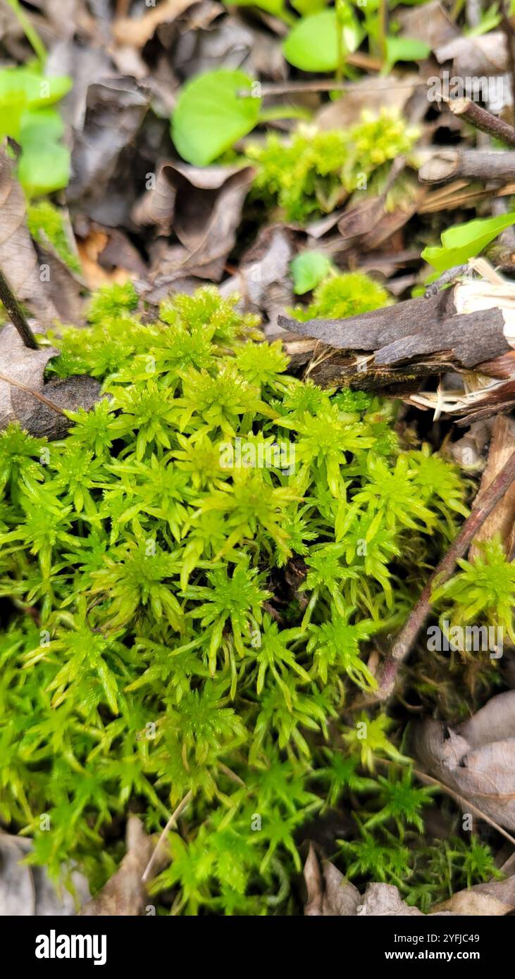 lesser smoothcap (Atrichum angustatum Stock Photo - Alamy