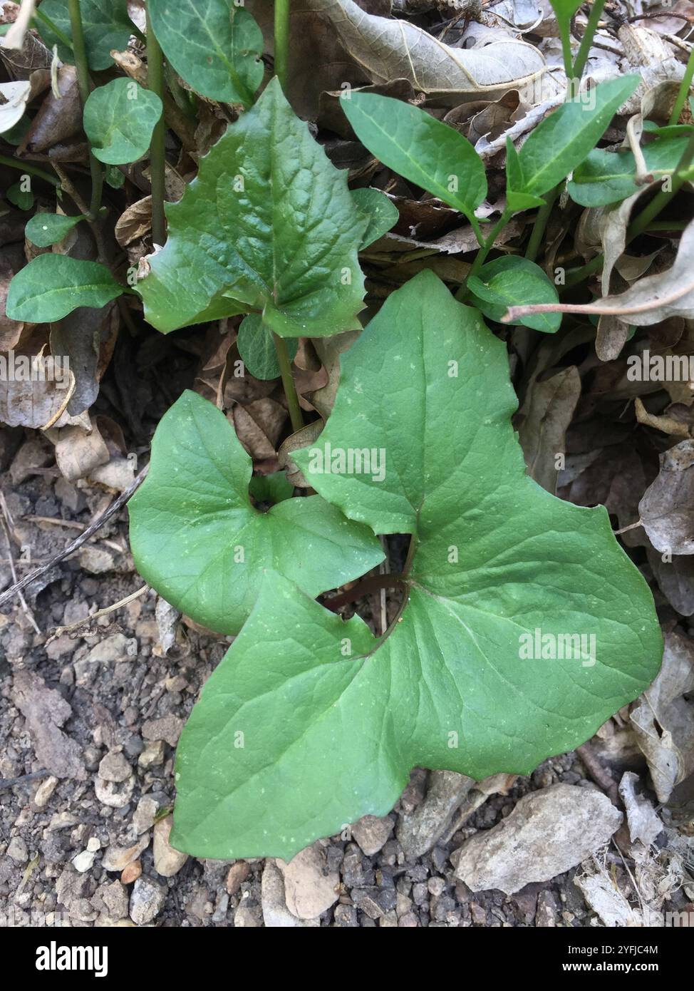 white rattlesnake root (Nabalus albus Stock Photo - Alamy