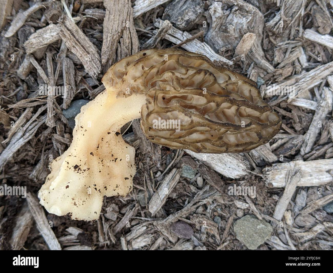 Landscaping Black Morel (Morchella importuna Stock Photo - Alamy