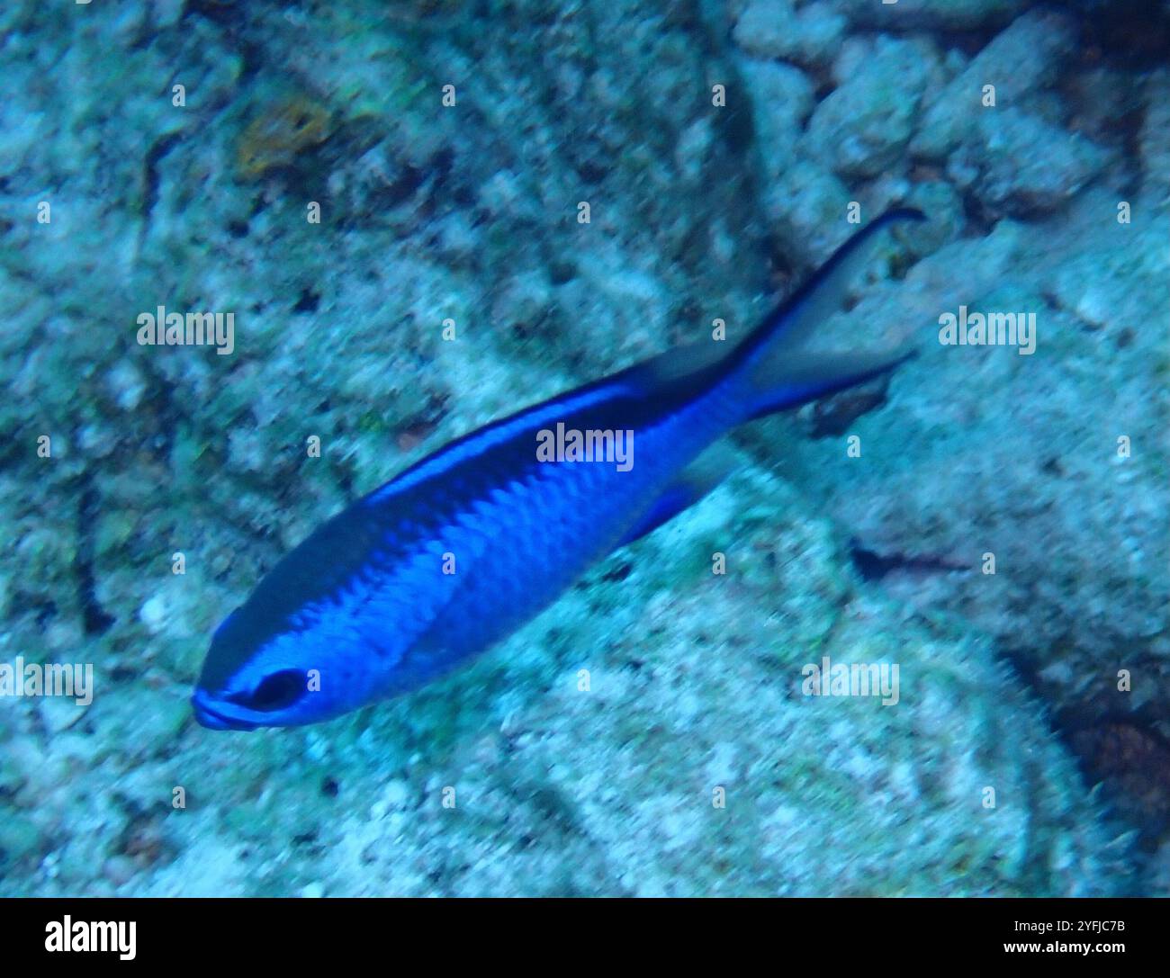 Blue Chromis (Azurina cyanea Stock Photo - Alamy