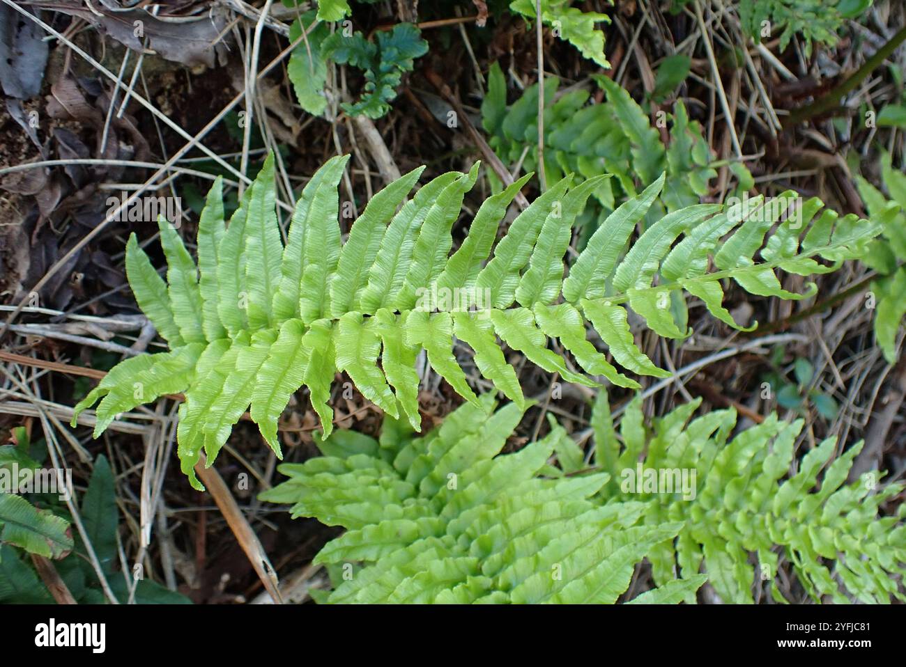 Cape Hard Fern (Blechnum capense Stock Photo - Alamy