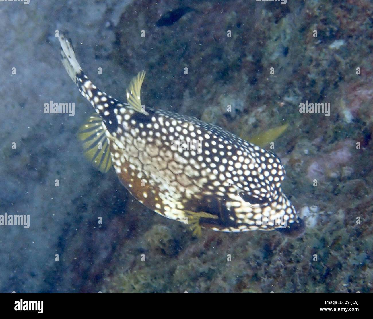 Smooth Trunkfish (Lactophrys triqueter Stock Photo - Alamy