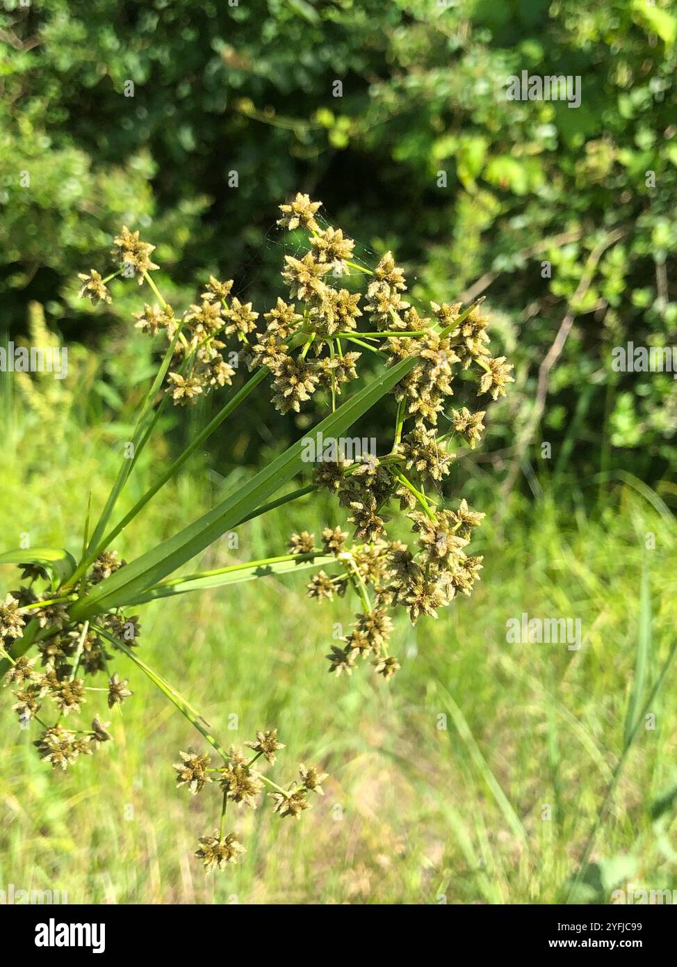 dark green bulrush (Scirpus atrovirens Stock Photo - Alamy