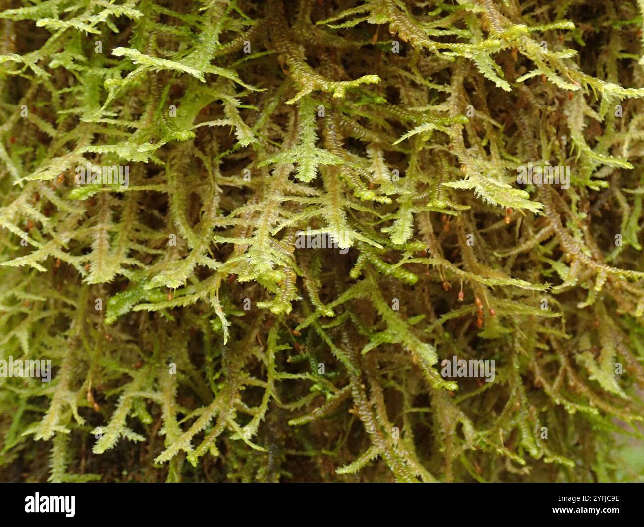 Douglas' Neckera Moss (Neckera douglasii Stock Photo - Alamy