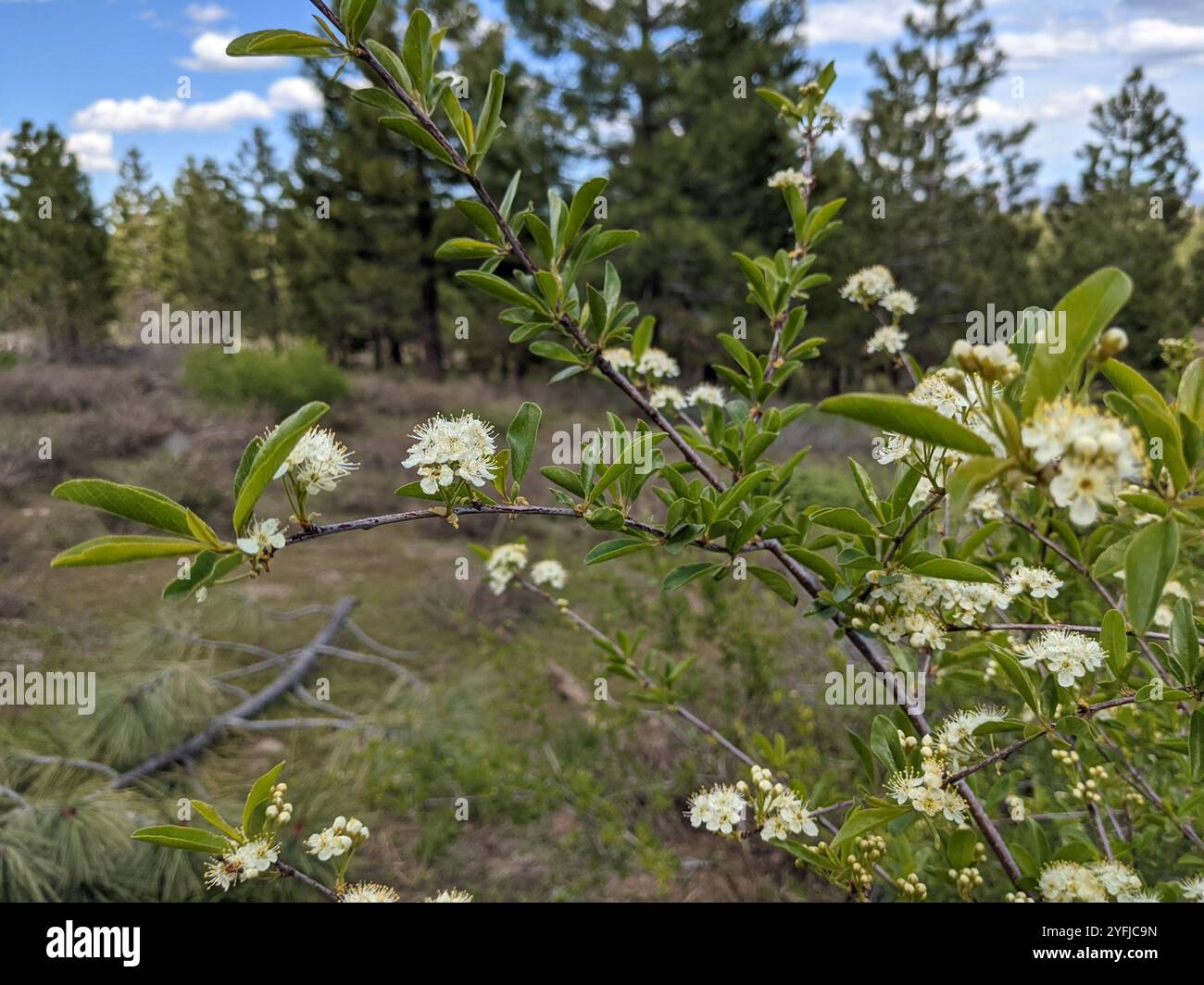 Bitter cherry (Prunus emarginata Stock Photo - Alamy