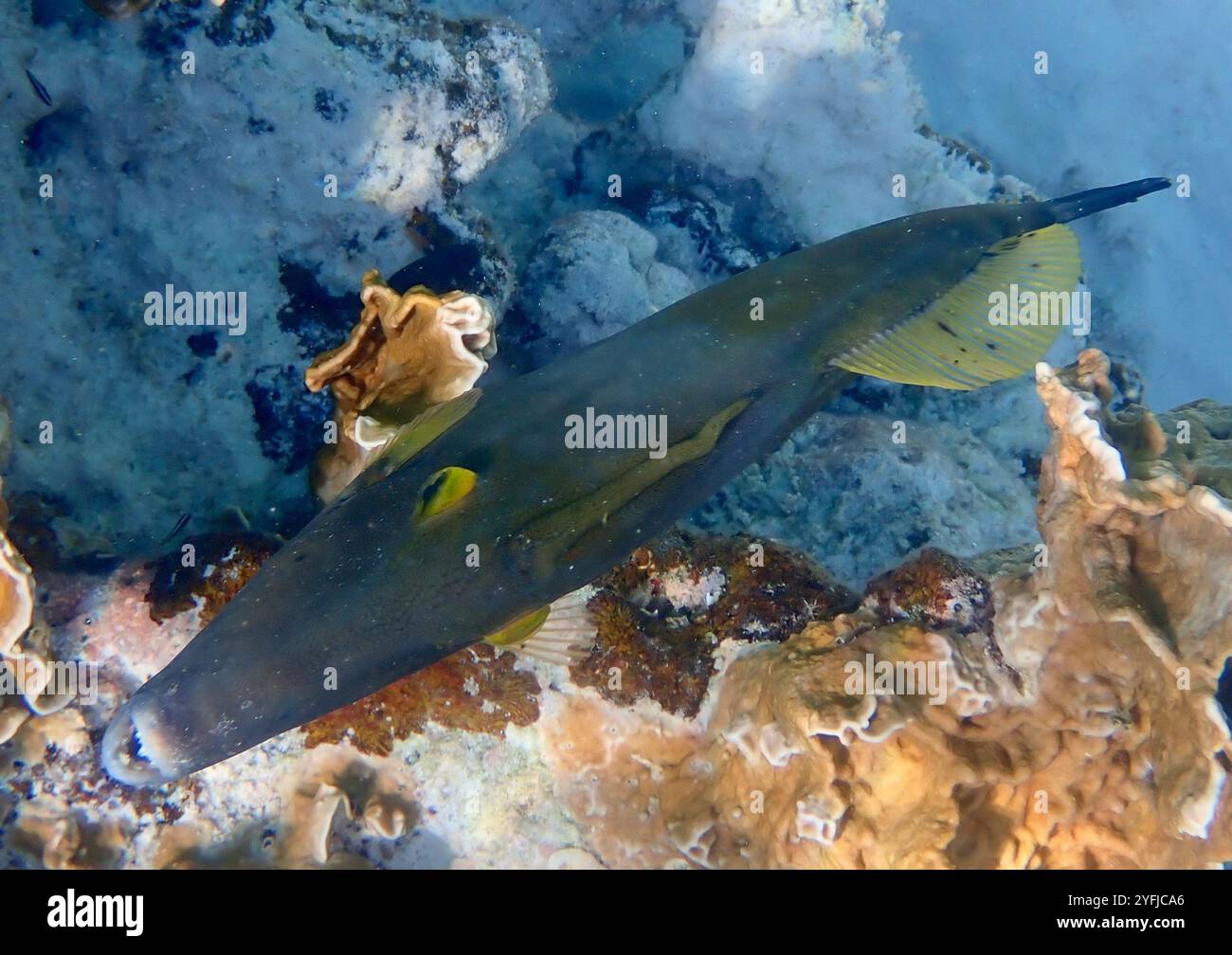Whitespotted Filefish (Cantherhines macrocerus Stock Photo - Alamy