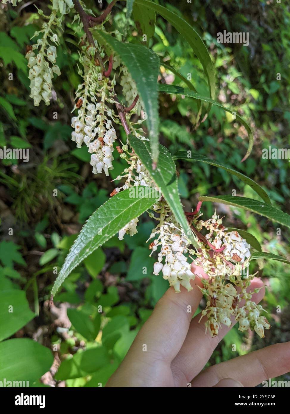 mountain doghobble (Leucothoe fontanesiana Stock Photo - Alamy