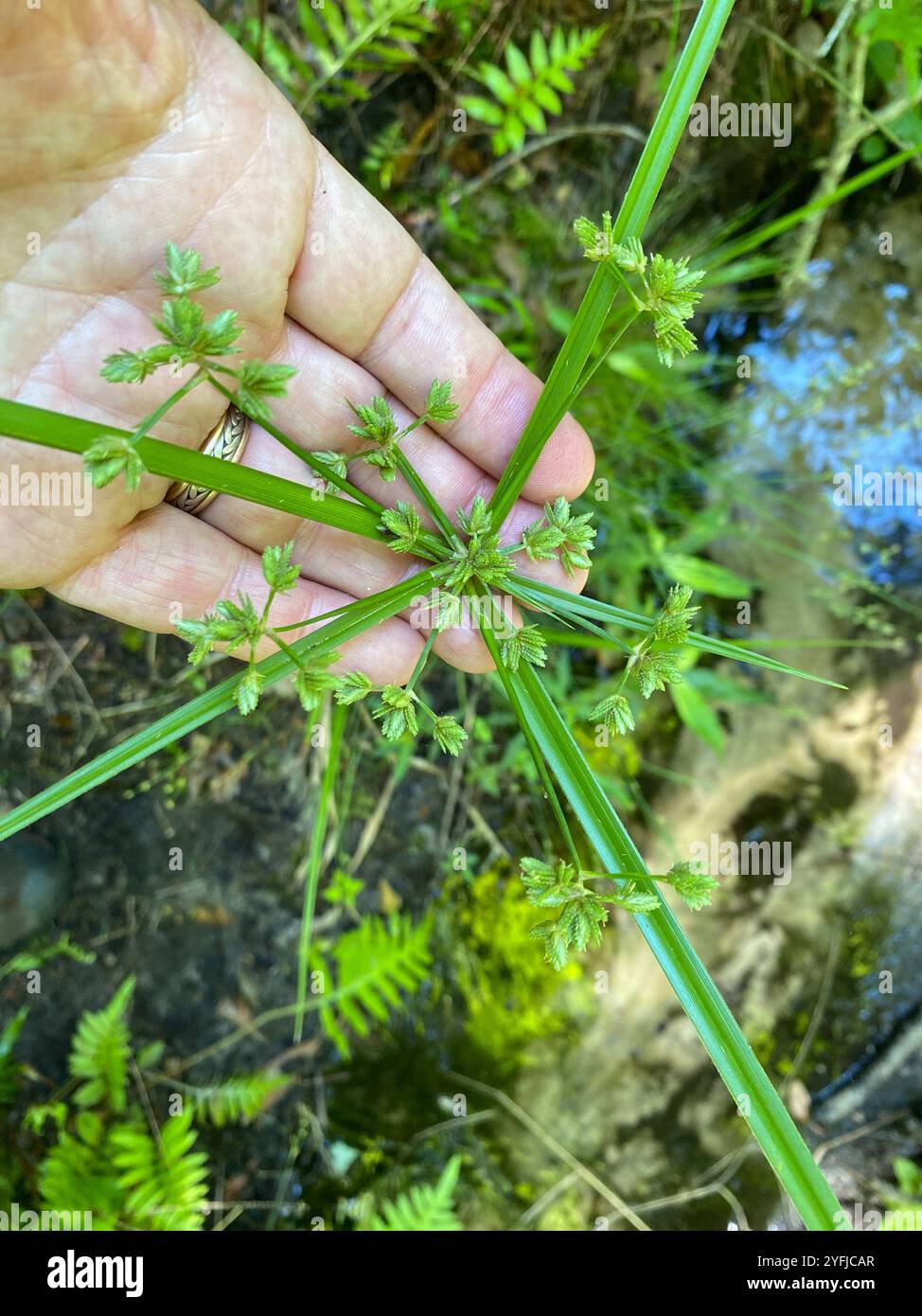 Green Flatsedge (Cyperus virens Stock Photo - Alamy