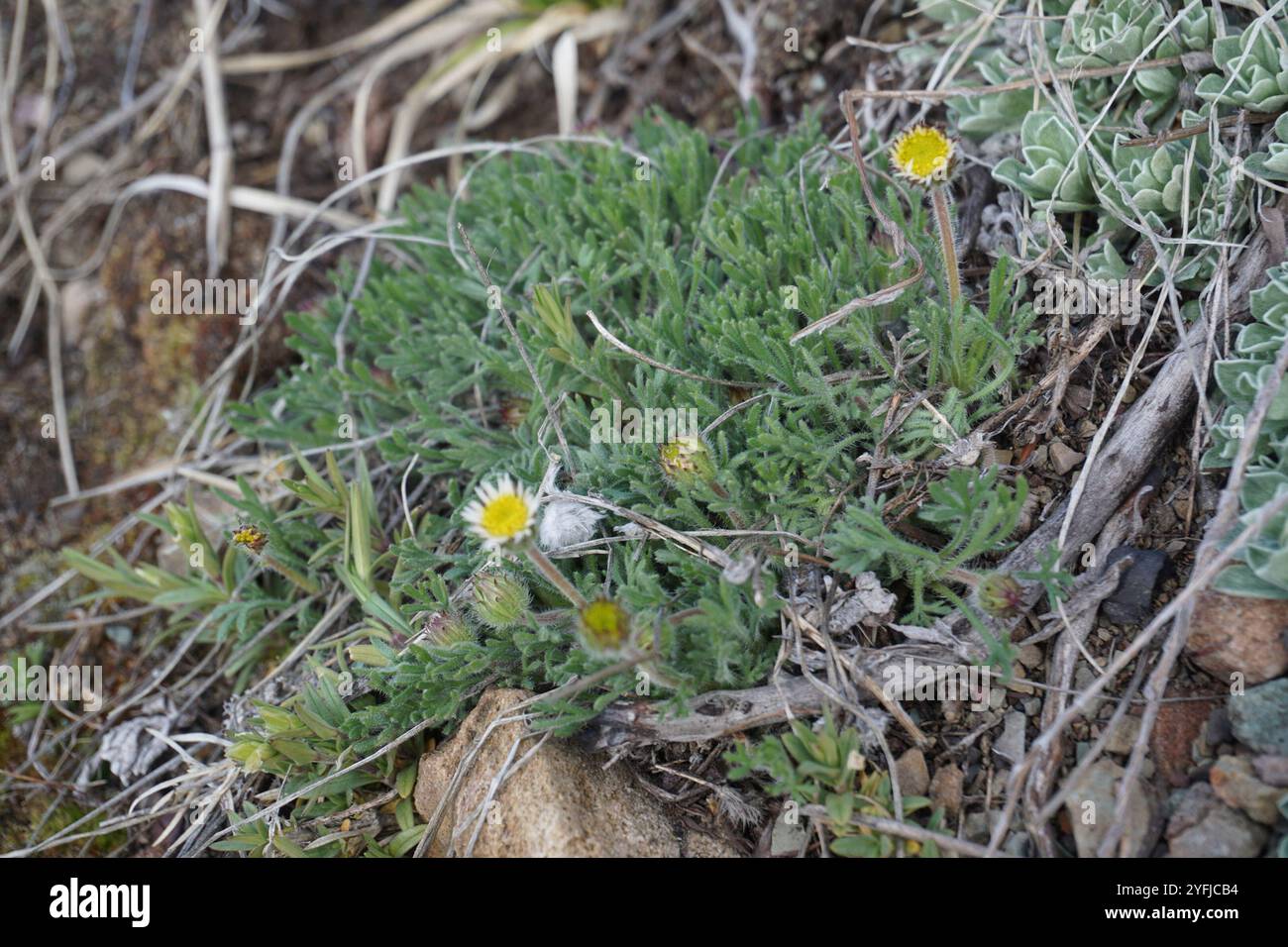 cut-leaf fleabane (Erigeron compositus Stock Photo - Alamy