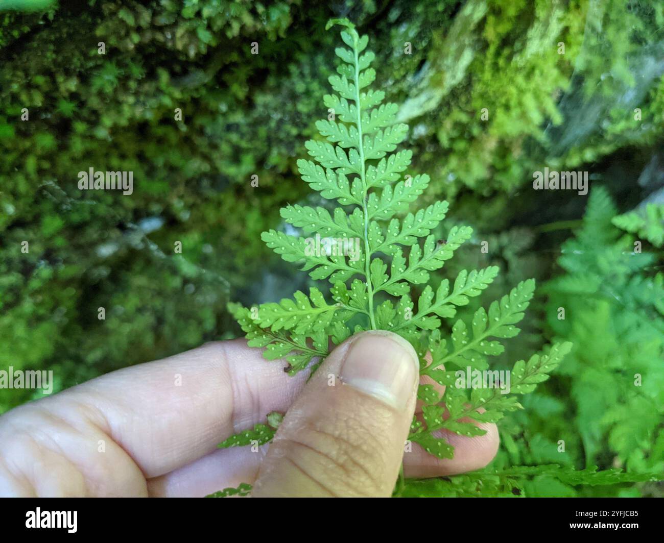 fragile ferns (Cystopteris Stock Photo - Alamy