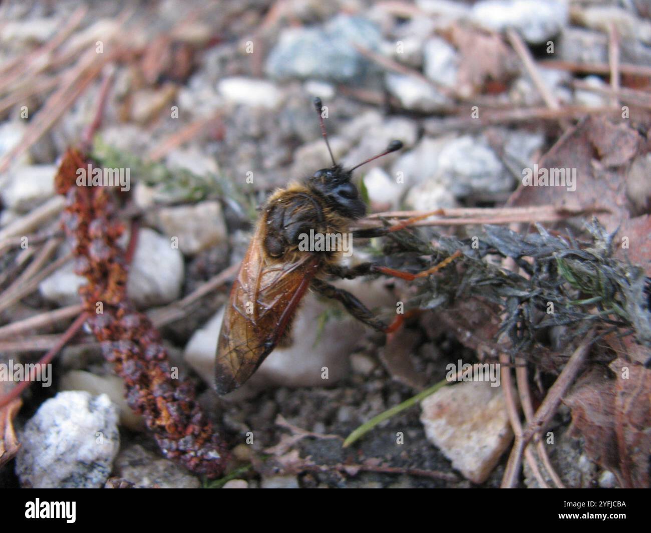 Trichiosoma hi-res stock photography and images - Alamy