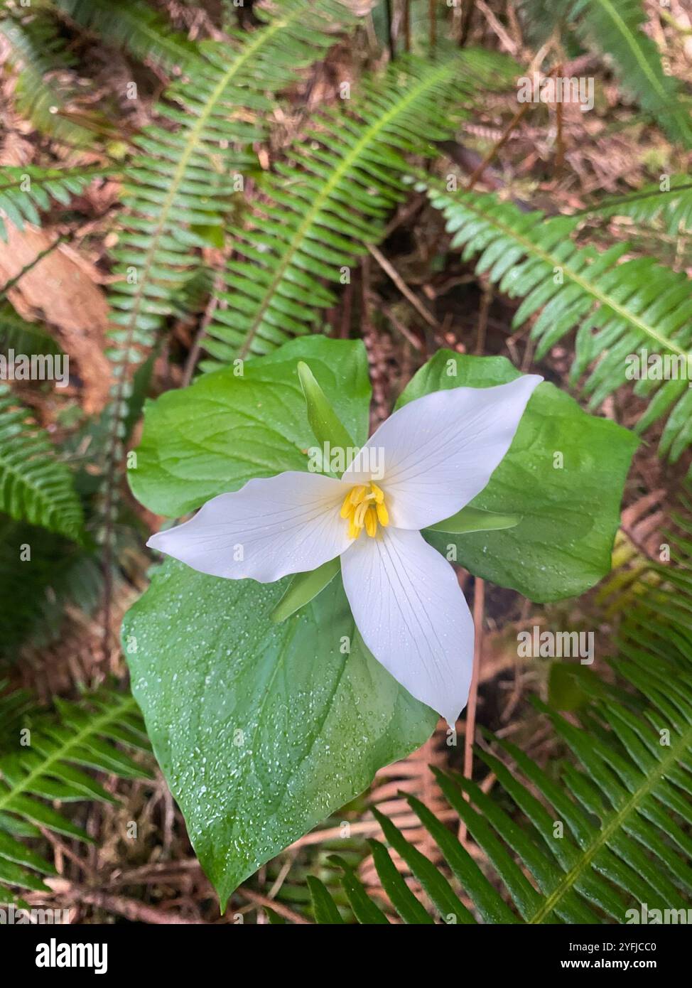 Pacific trillium (Trillium ovatum Stock Photo - Alamy