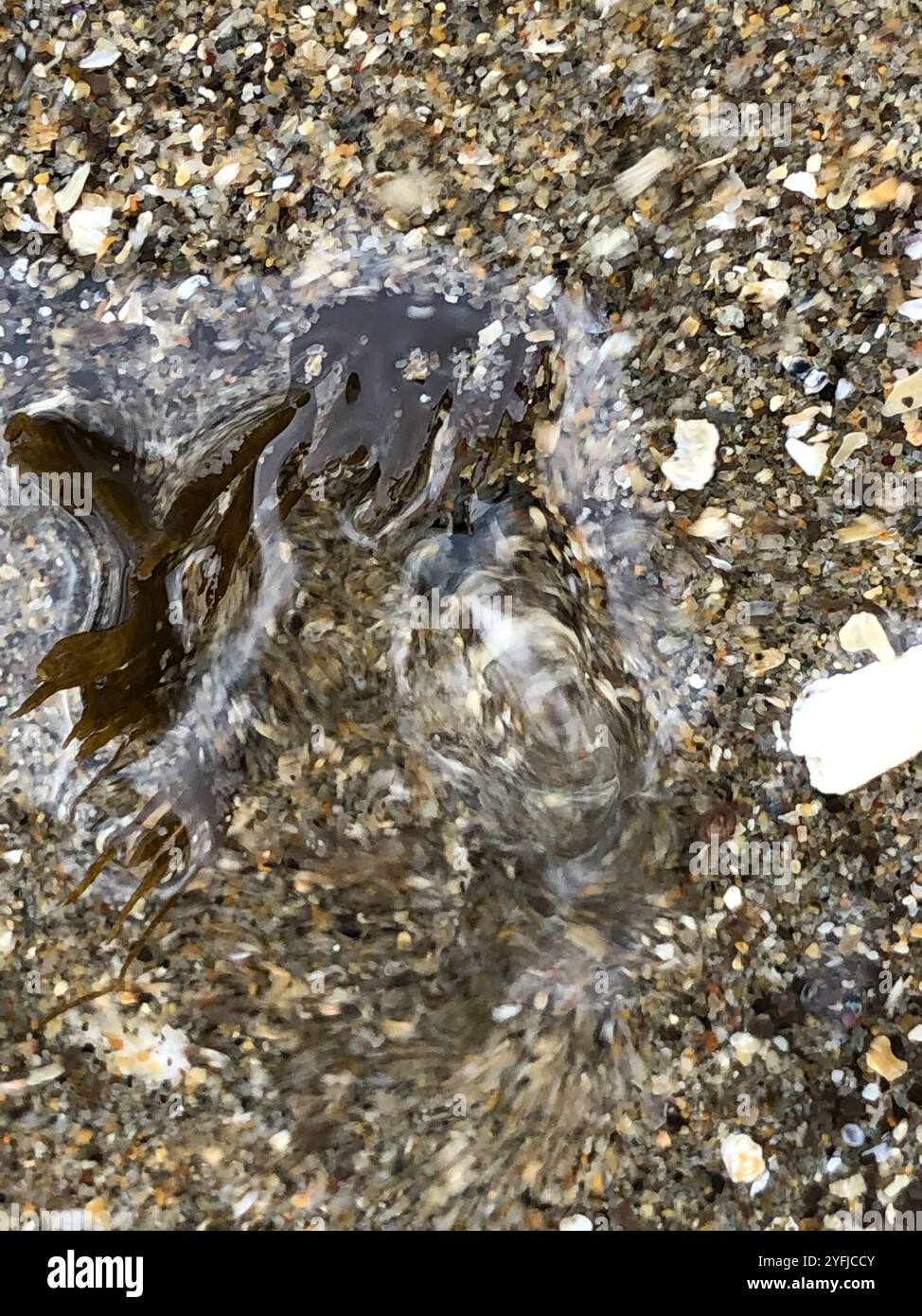 Rough piddock hi-res stock photography and images - Alamy