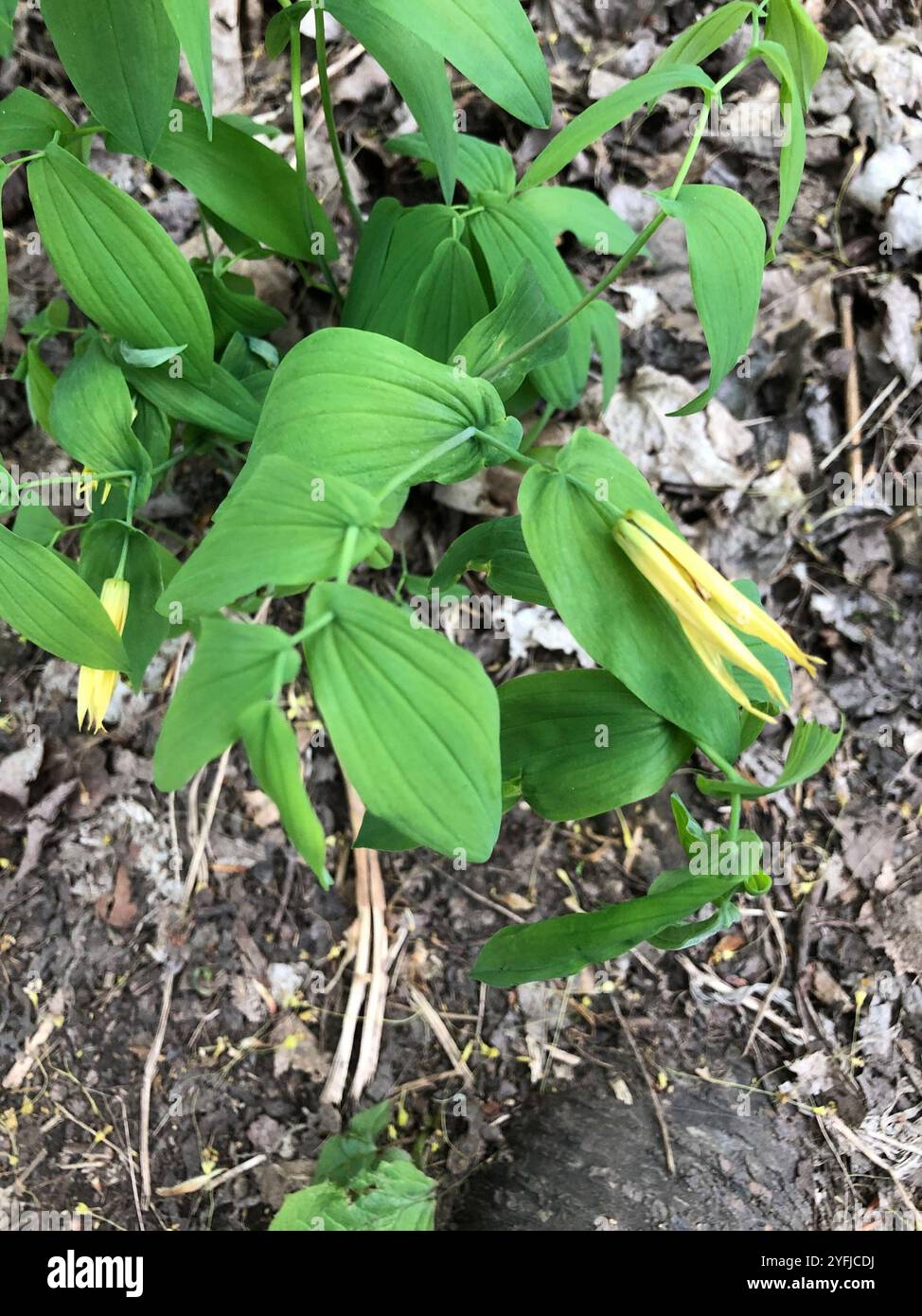 largeflower bellwort (Uvularia grandiflora Stock Photo - Alamy