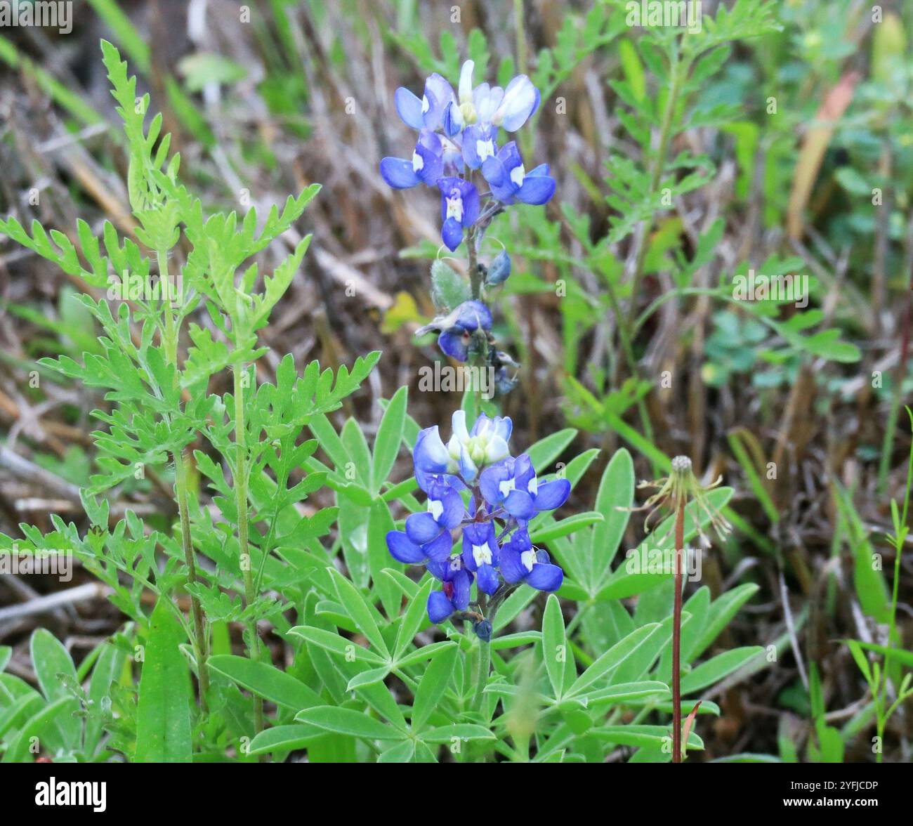 Texas bluebonnet (Lupinus texensis Stock Photo - Alamy