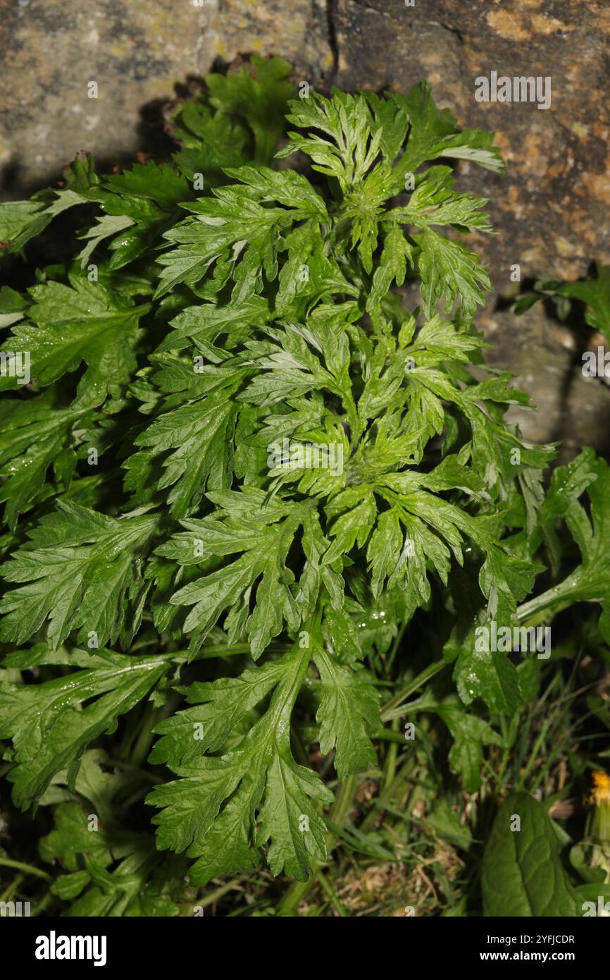 common mugwort (Artemisia vulgaris Stock Photo - Alamy