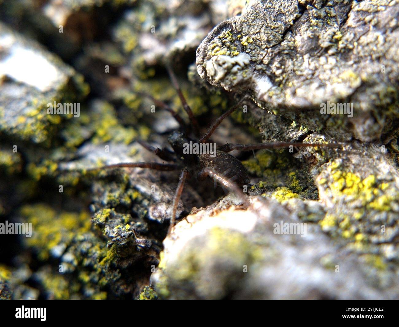 Thin-legged Wolf Spiders (Pardosa Stock Photo - Alamy