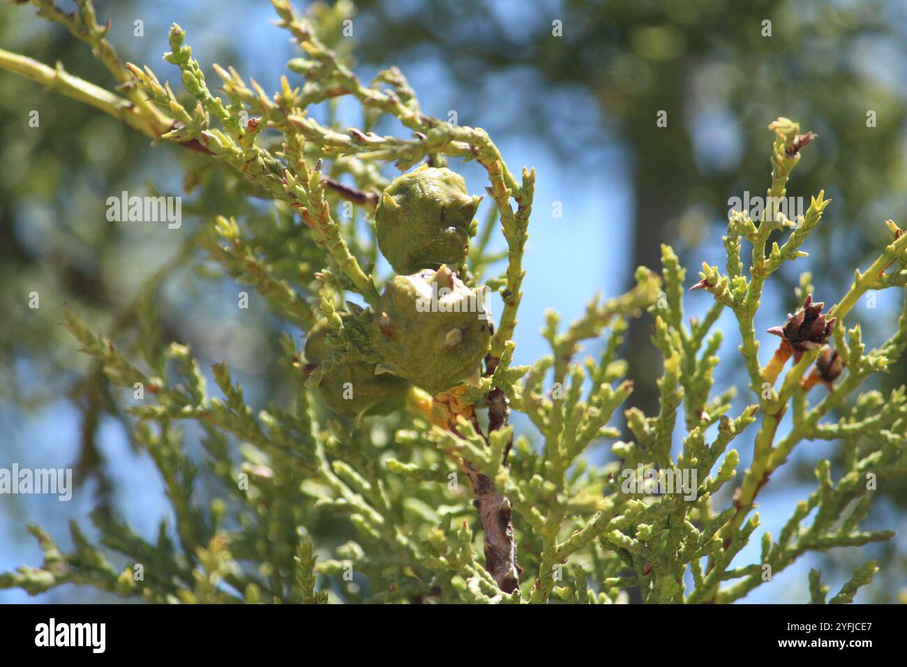 Tecate cypress (Hesperocyparis forbesii Stock Photo - Alamy
