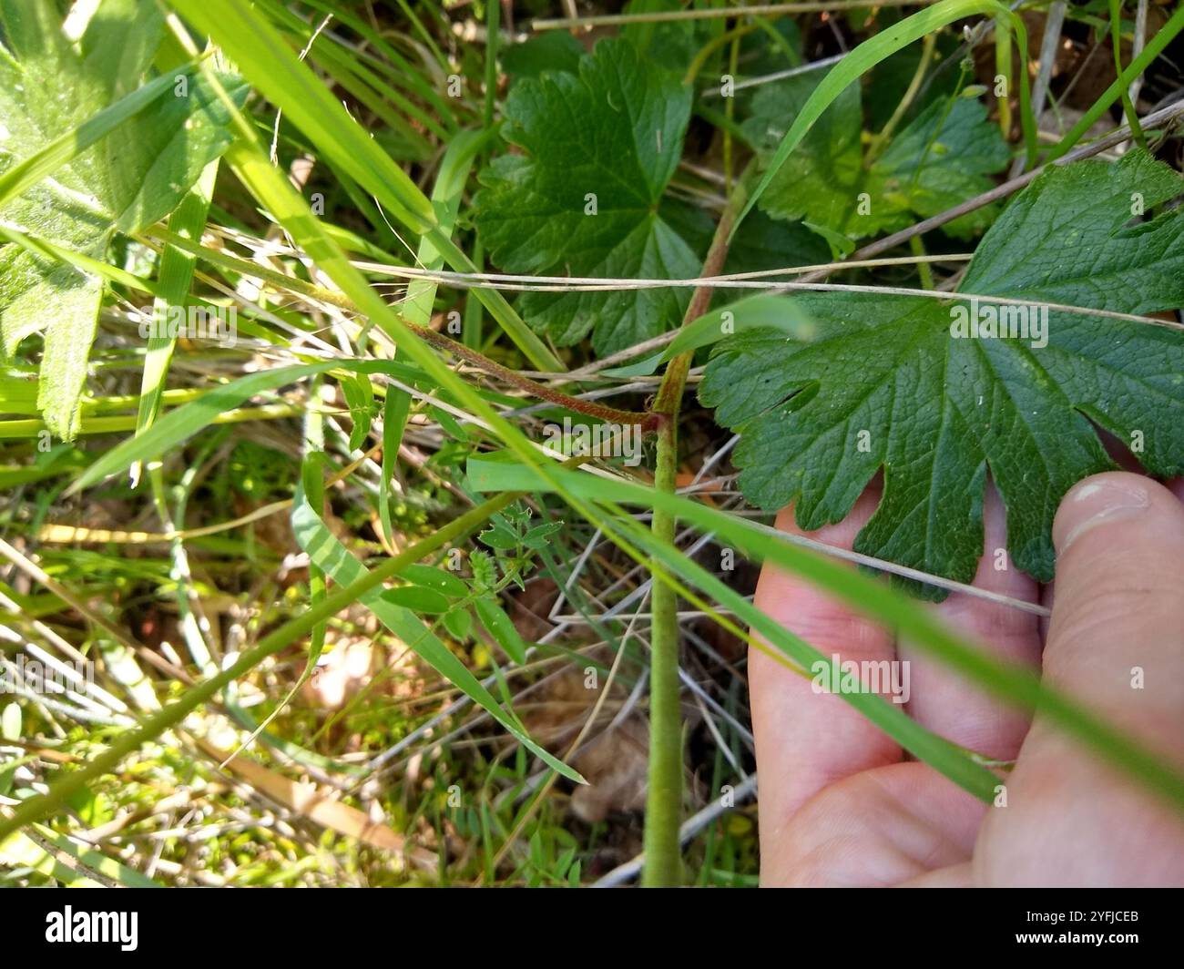 Rose Checkermallow (Sidalcea virgata Stock Photo - Alamy