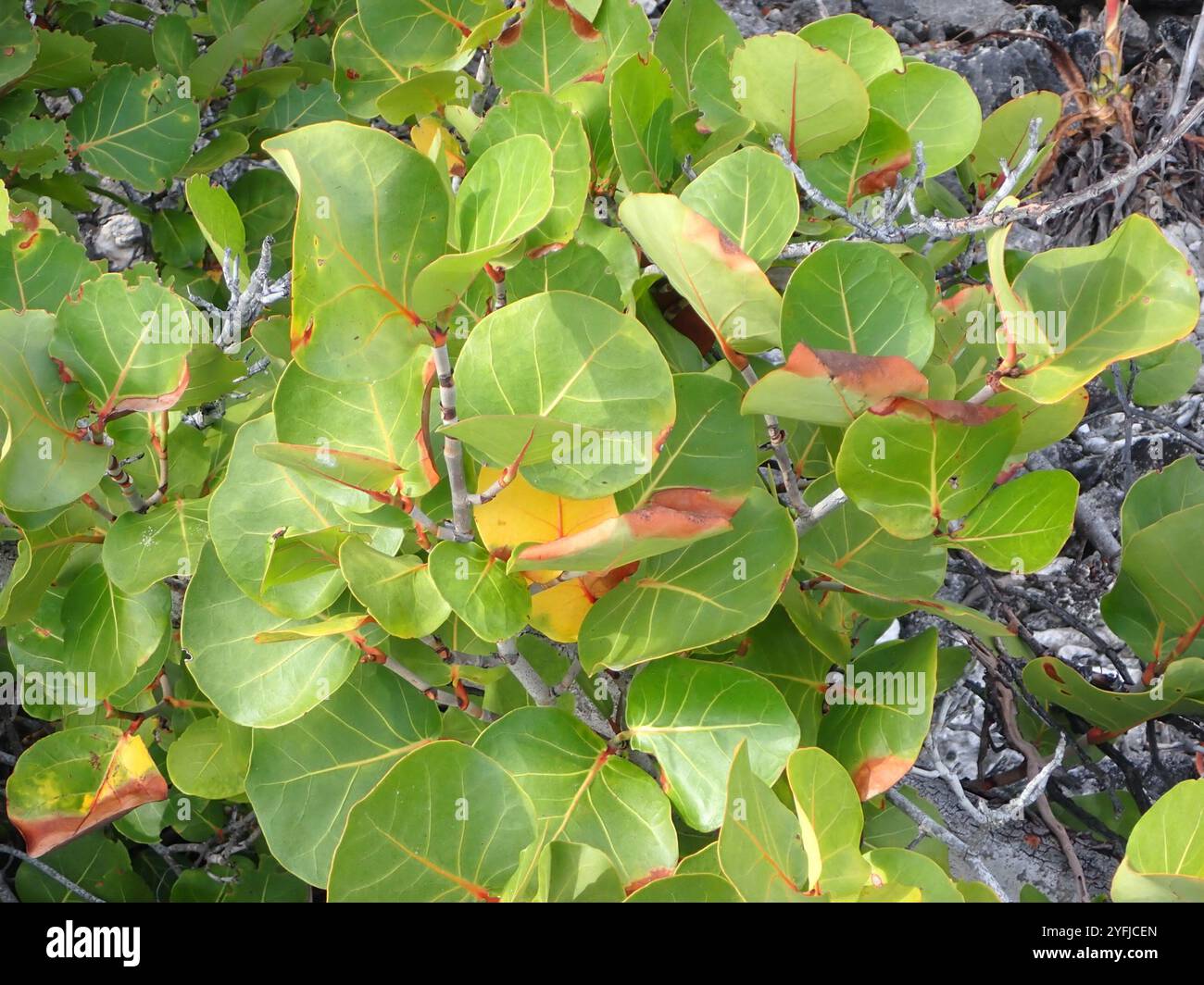 sea grape (Coccoloba uvifera Stock Photo - Alamy