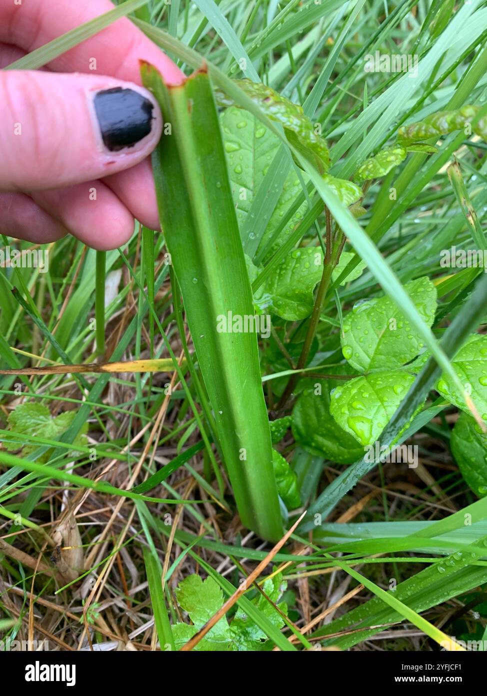 great camas (Camassia leichtlinii Stock Photo - Alamy
