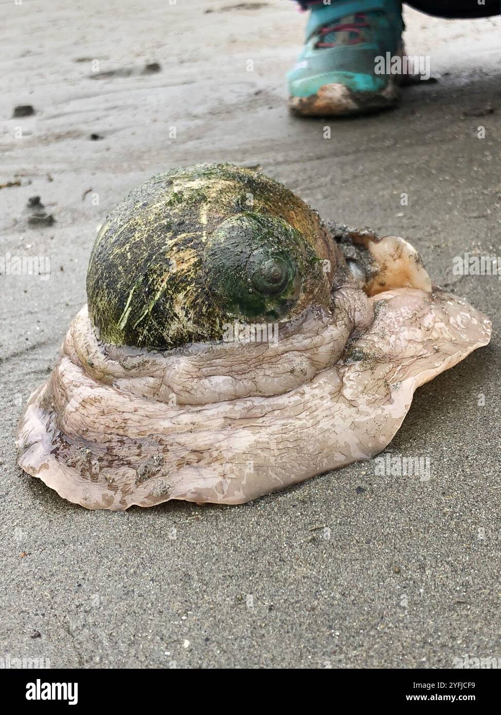Lewis's Moon Snail (Neverita lewisii Stock Photo - Alamy