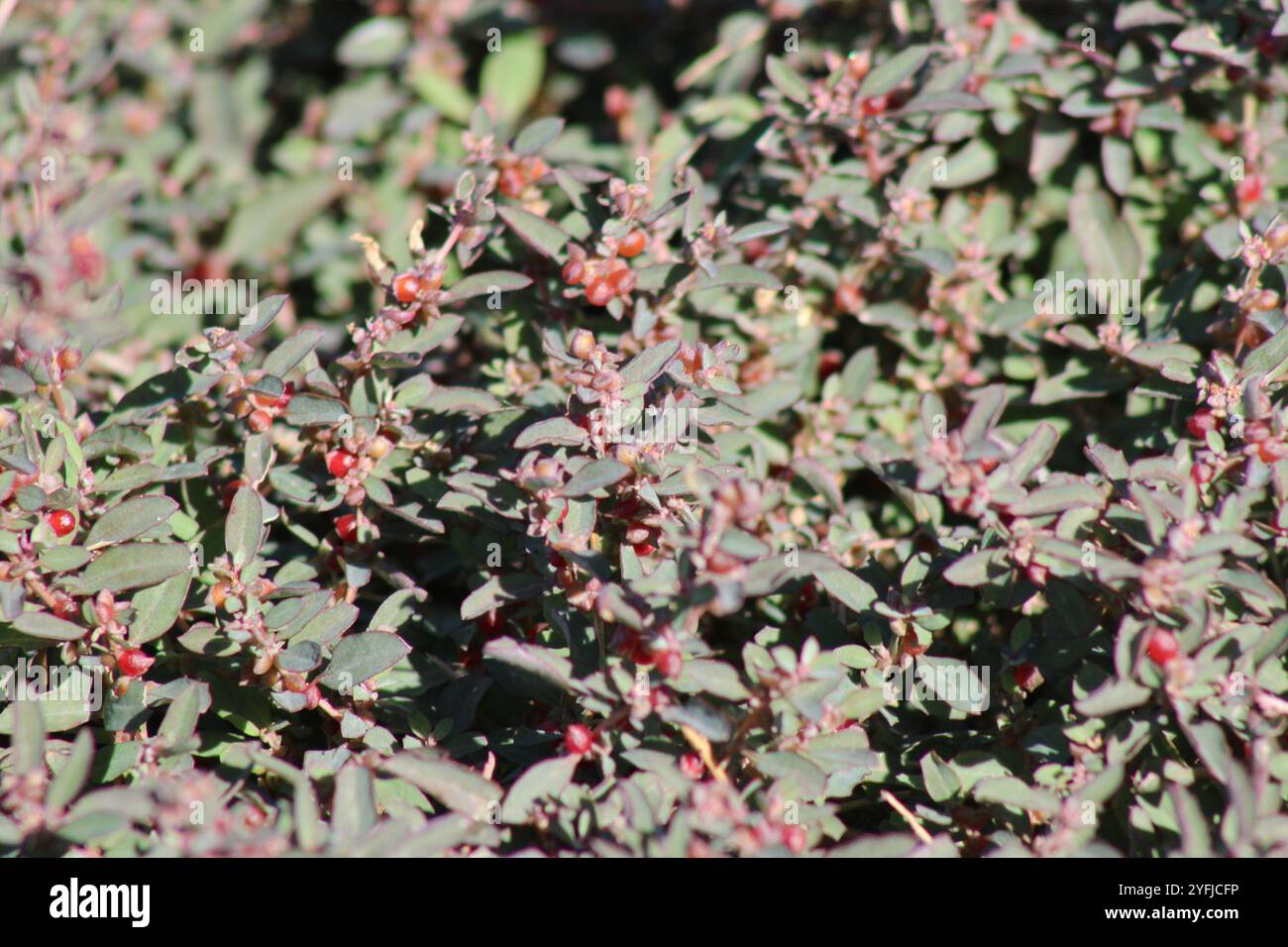 berry saltbush (Atriplex semibaccata Stock Photo - Alamy