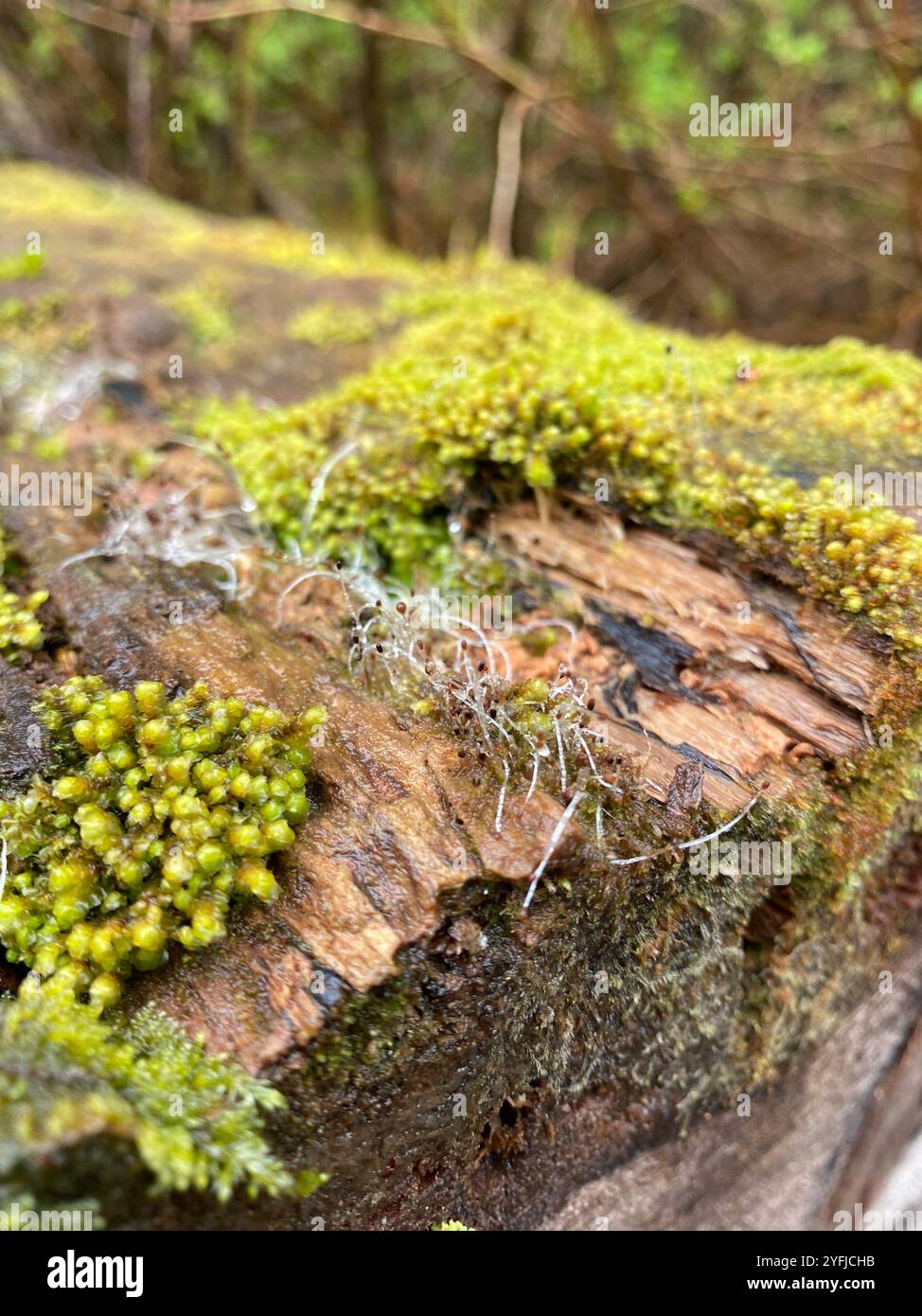 leafy and simple thalloid liverworts (Jungermanniopsida Stock Photo - Alamy