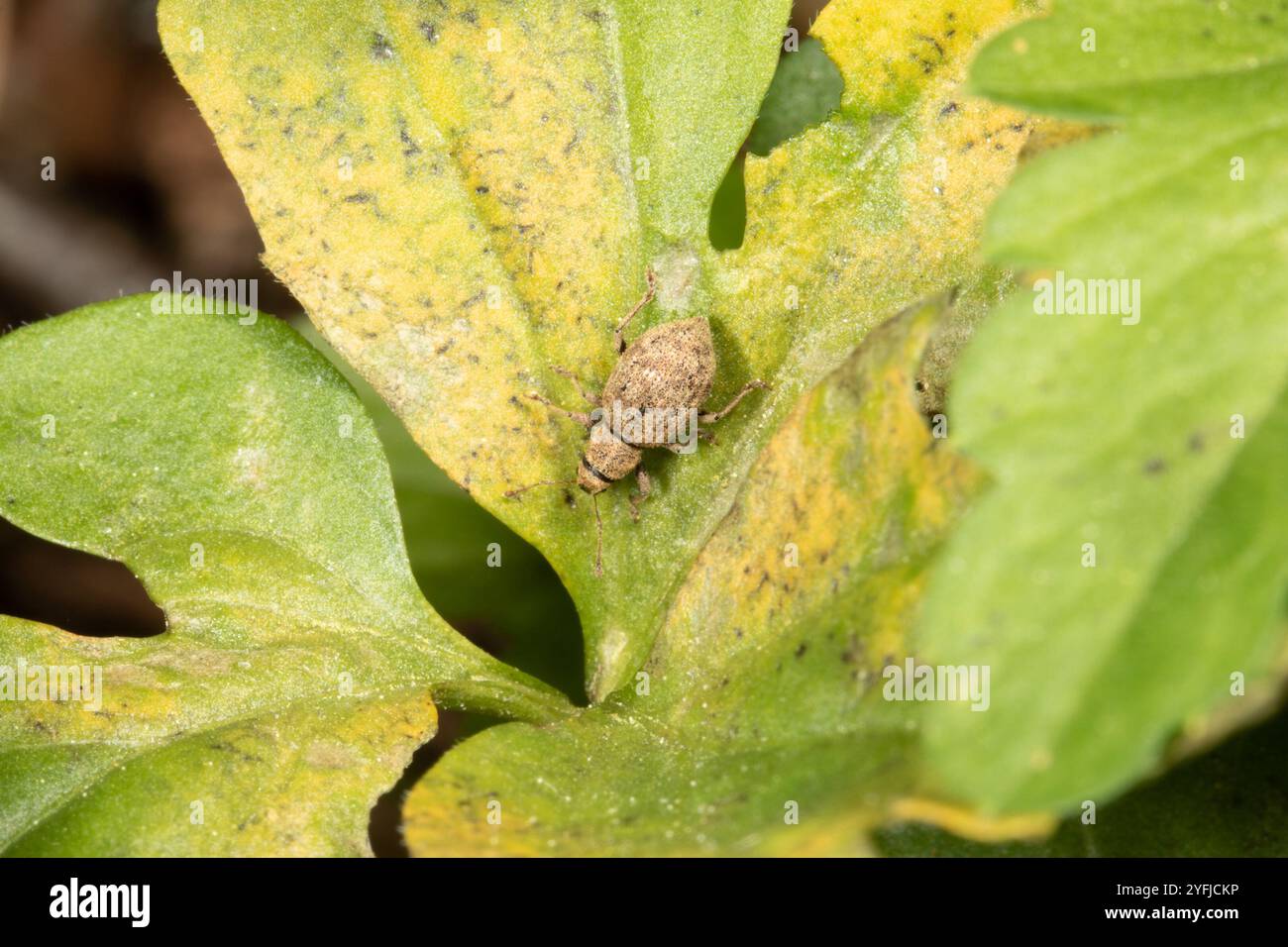 Strawberry Root Weevil (Sciaphilus asperatus Stock Photo - Alamy