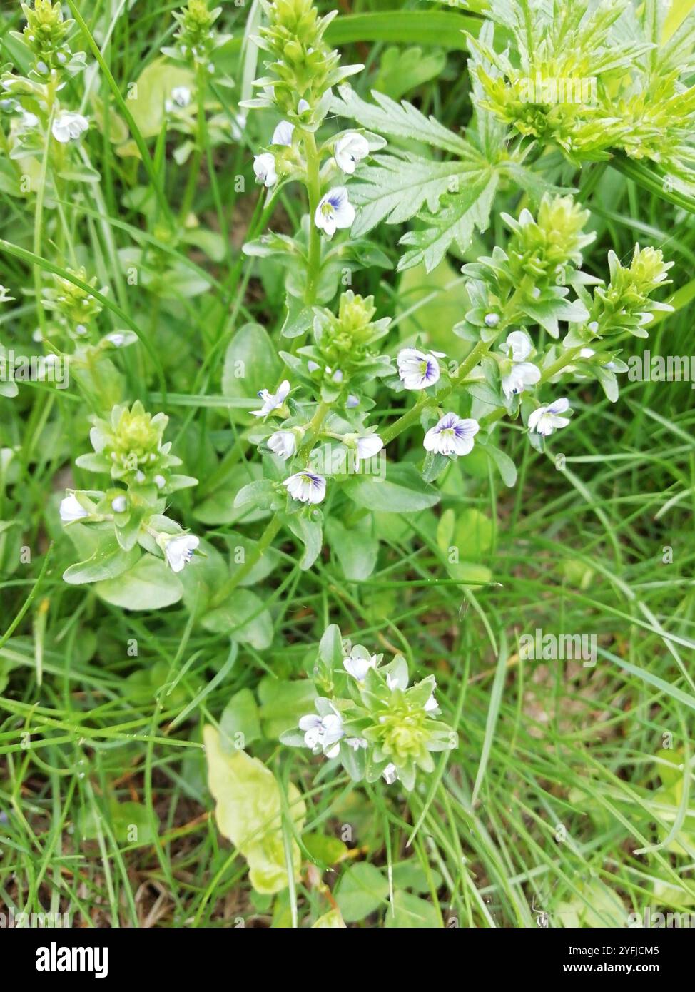 thyme-leaved speedwell (Veronica serpyllifolia Stock Photo - Alamy
