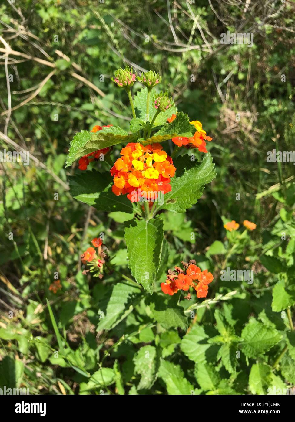 Texas lantana (Lantana urticoides Stock Photo - Alamy
