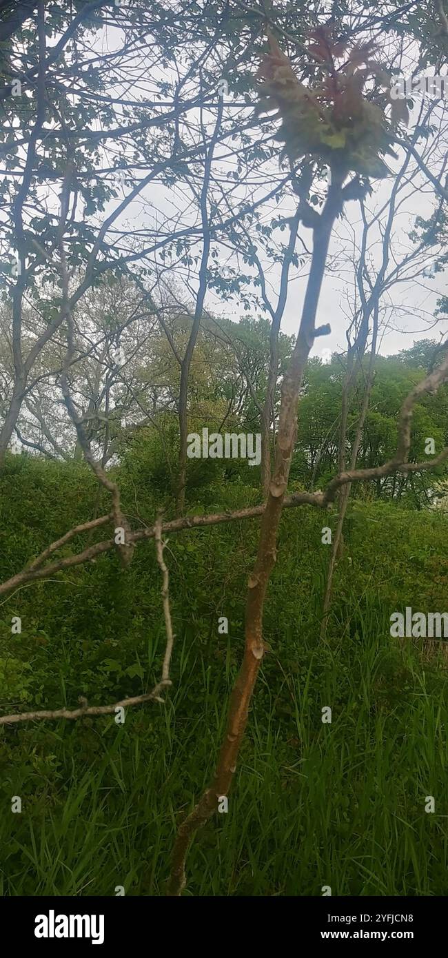 tree-of-heaven (Ailanthus altissima Stock Photo - Alamy