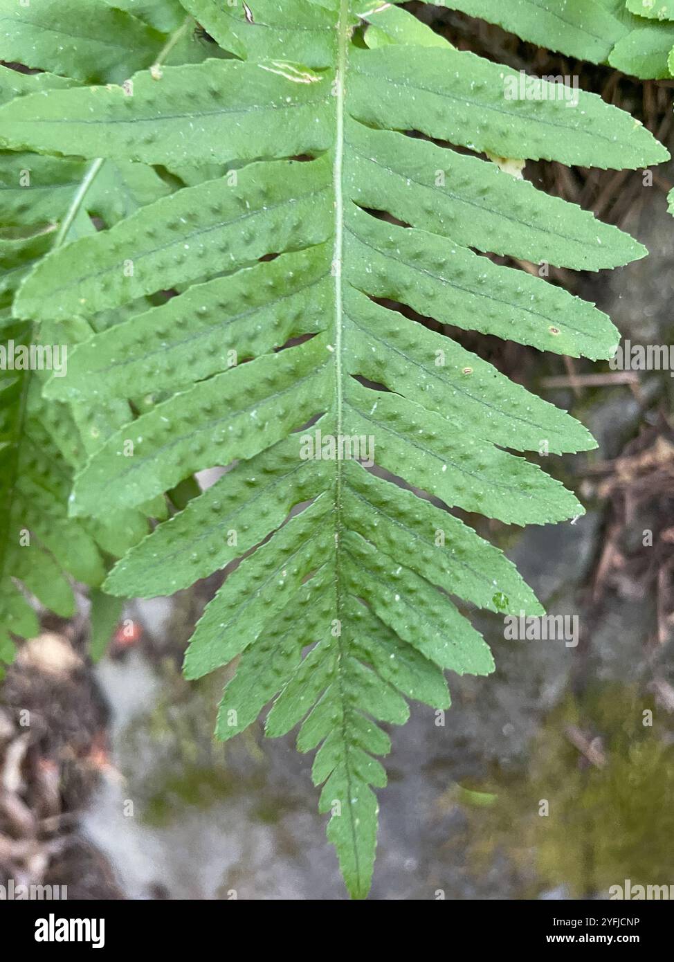 polypody ferns (Polypodium Stock Photo - Alamy