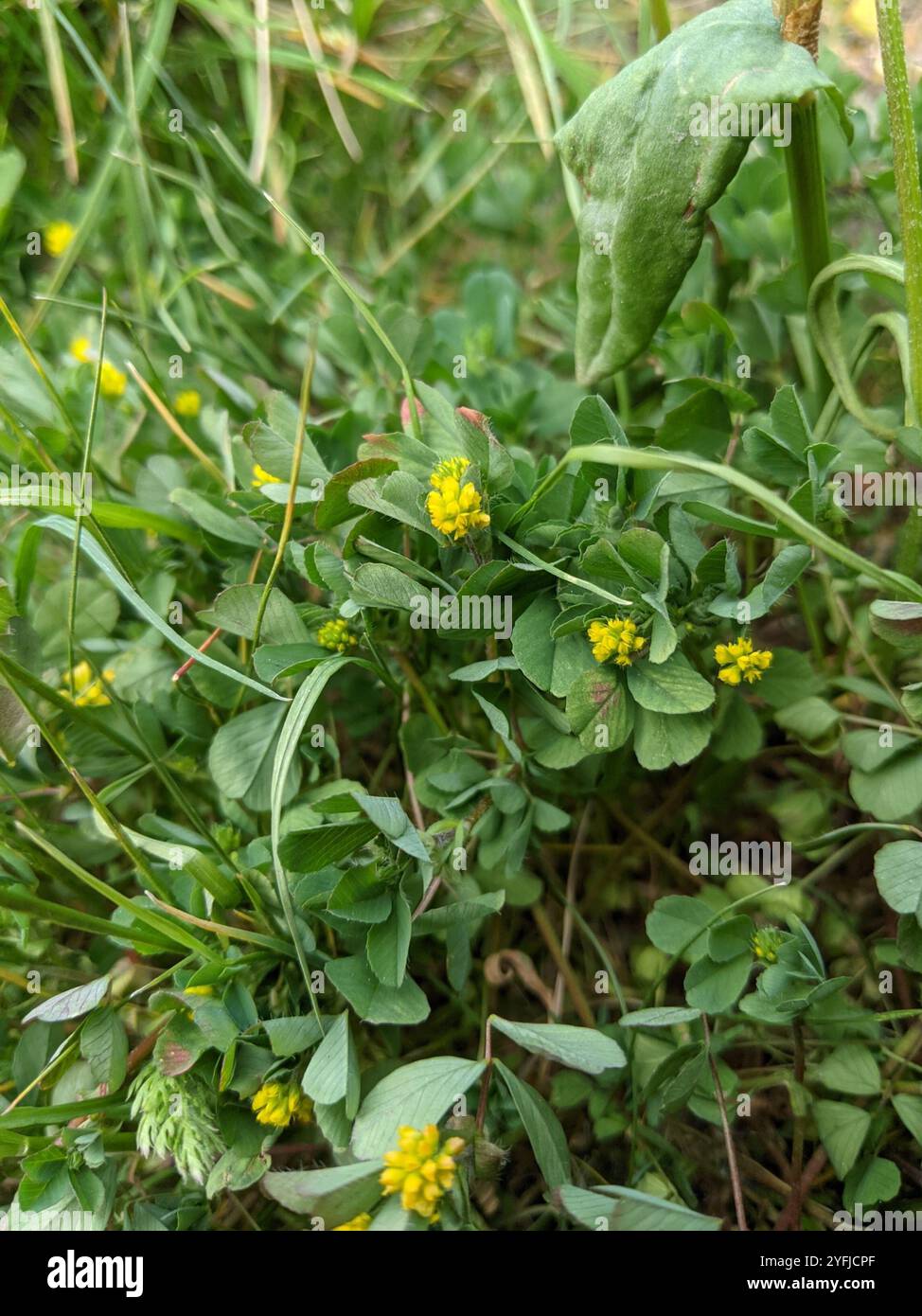 hop trefoil (Trifolium campestre Stock Photo - Alamy