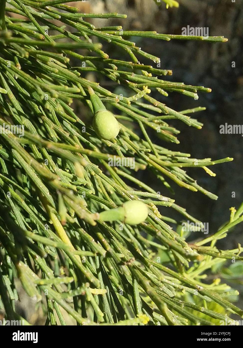 Cherry Ballart (Exocarpos cupressiformis Stock Photo - Alamy