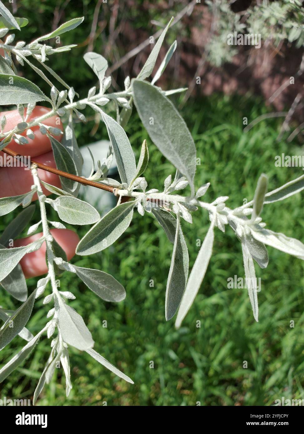 Russian olive (Elaeagnus angustifolia Stock Photo - Alamy
