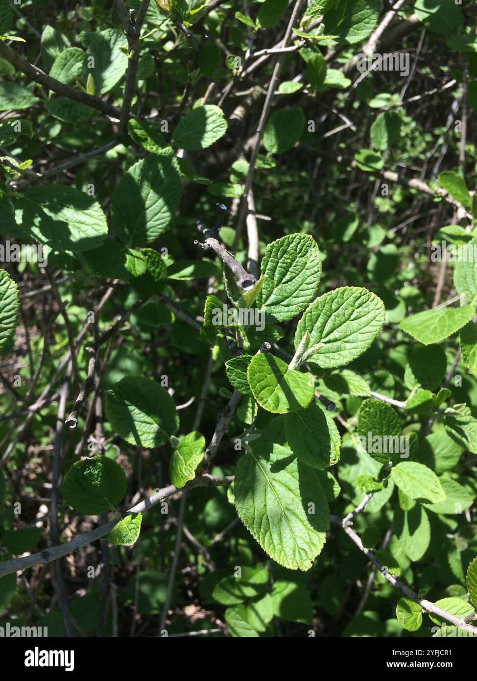 Wayfaring-tree (Viburnum lantana Stock Photo - Alamy
