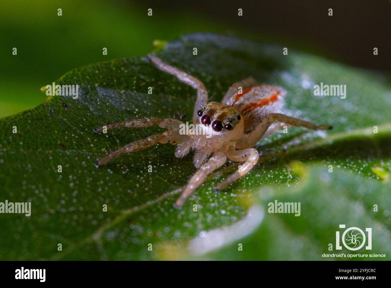 Dimorphic jumping spider spider hi-res stock photography and images - Alamy