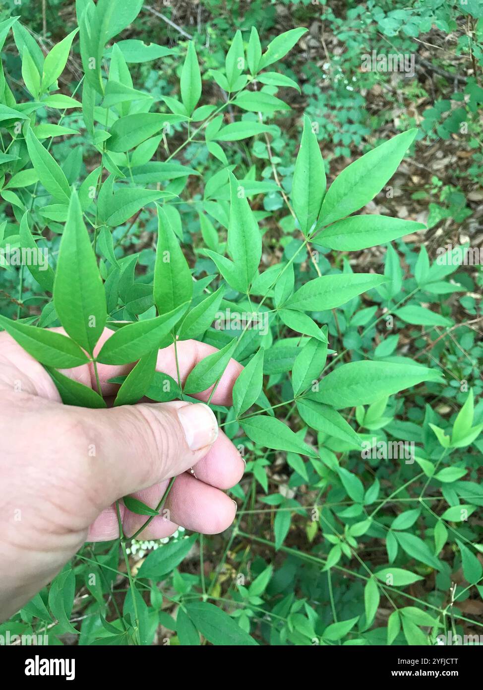 Heavenly bamboo (Nandina domestica Stock Photo - Alamy