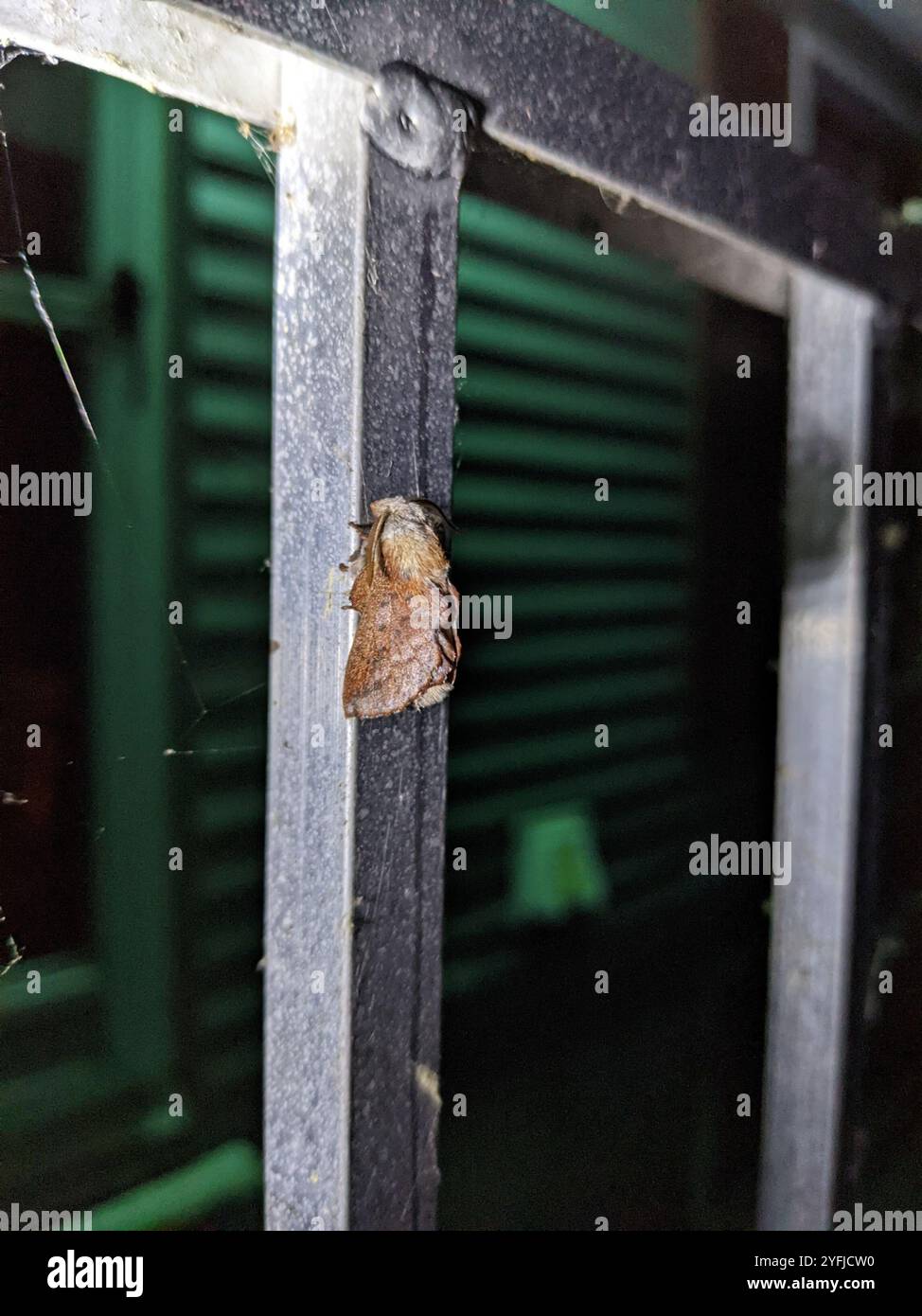 American Lappet Moth (Phyllodesma americana Stock Photo - Alamy