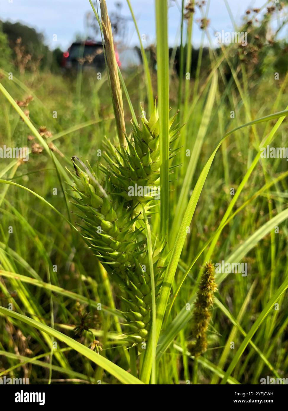 hop sedge (Carex lupulina Stock Photo - Alamy
